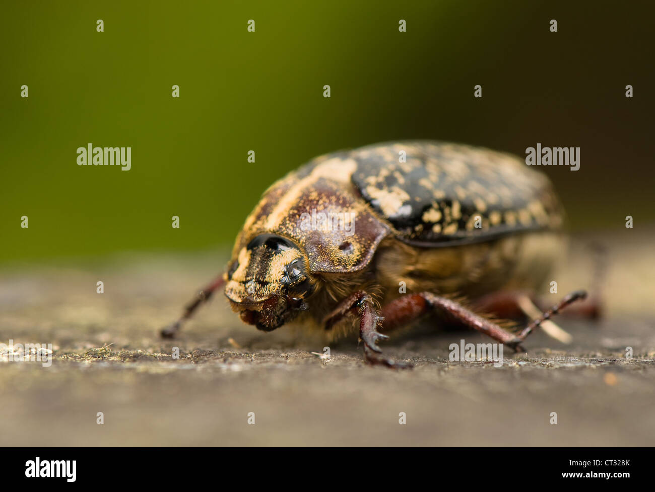 Polyphylla beetle polyphylla fullo hi-res stock photography and images ...
