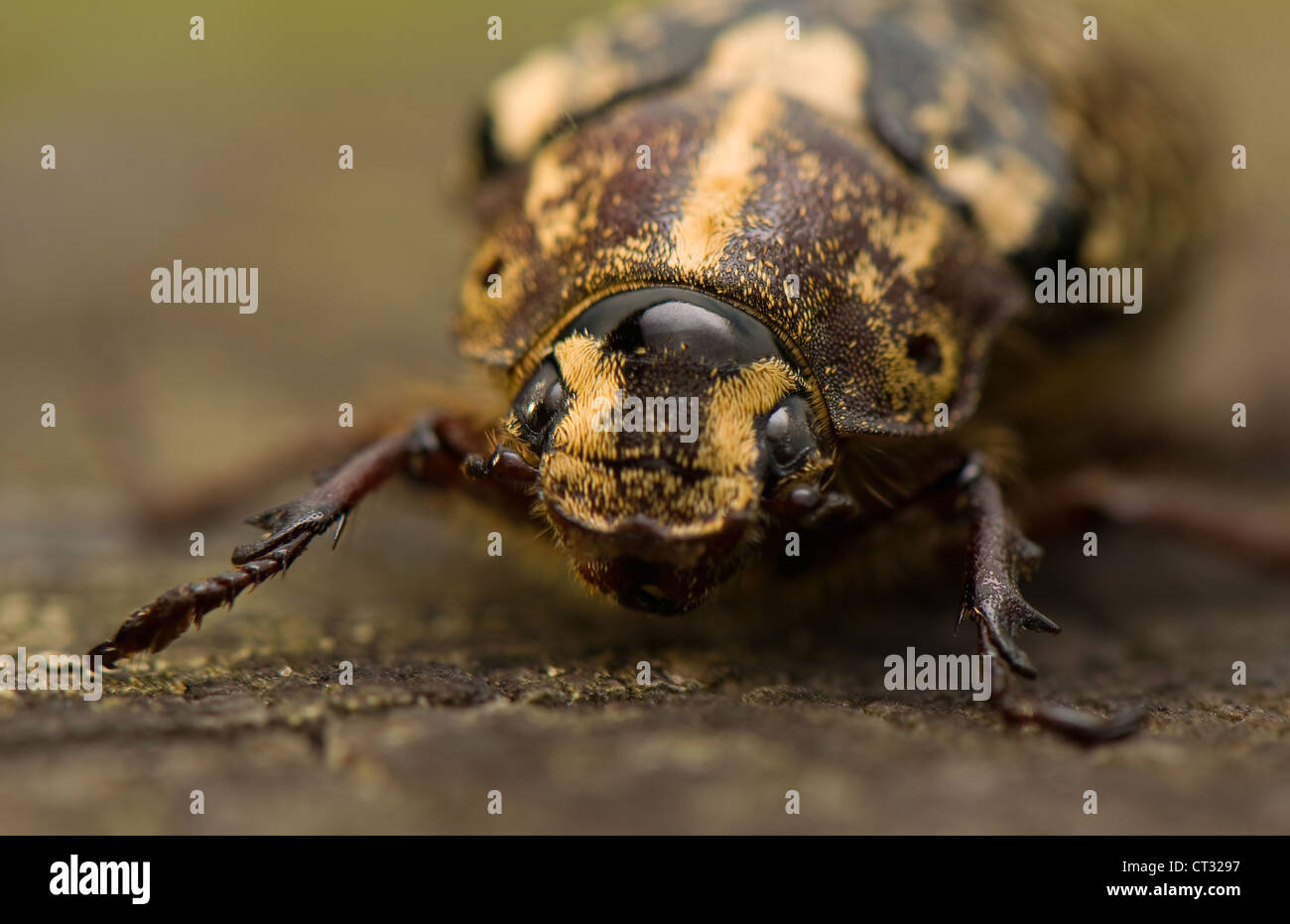 Coleoptera polyphylla hi-res stock photography and images - Alamy