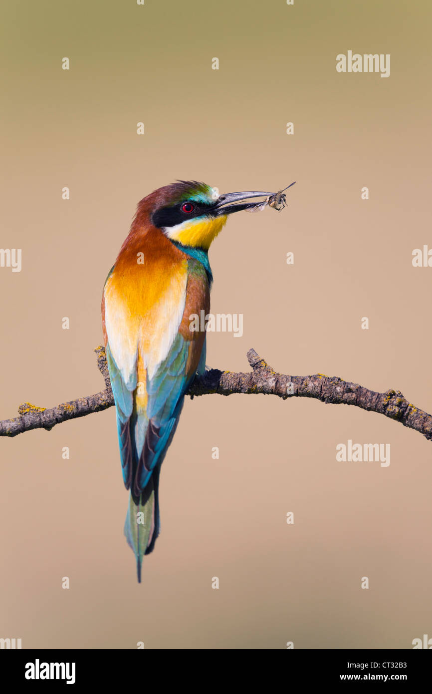 Insect eater hi-res stock photography and images - Alamy