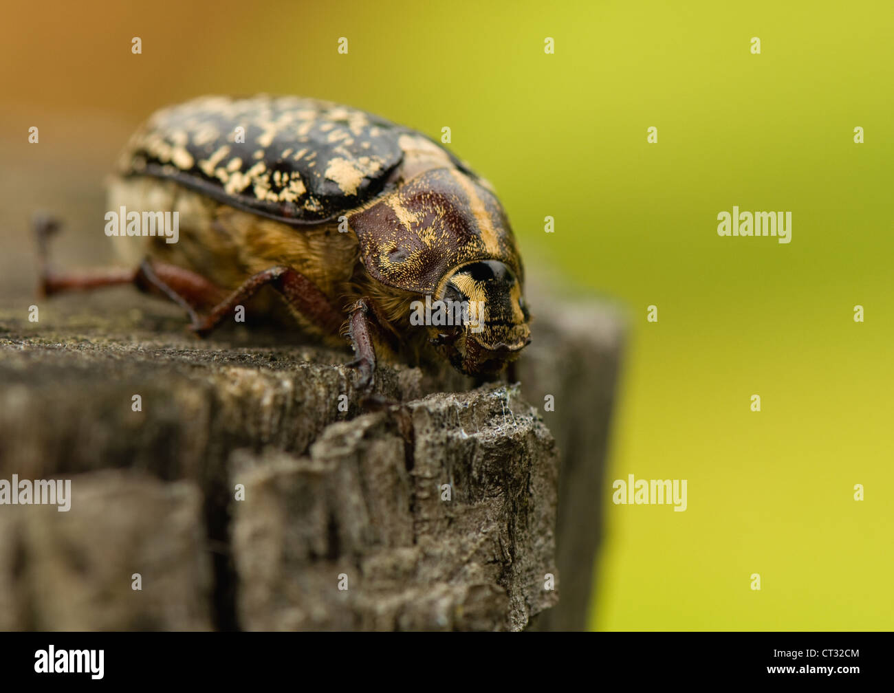 Coleoptera polyphylla hi-res stock photography and images - Alamy
