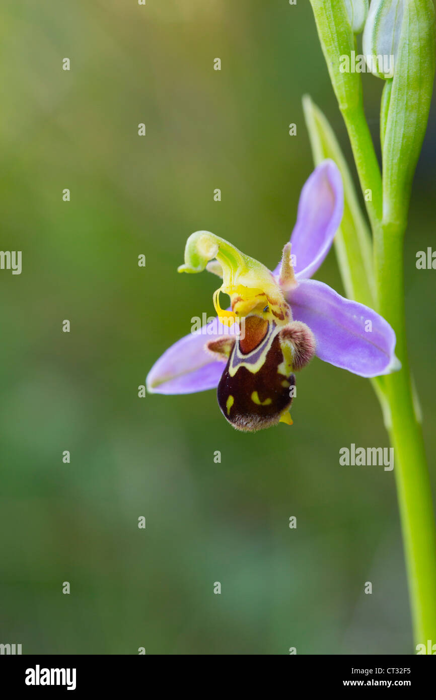 Bee orchid ophrys apifera hi-res stock photography and images - Alamy