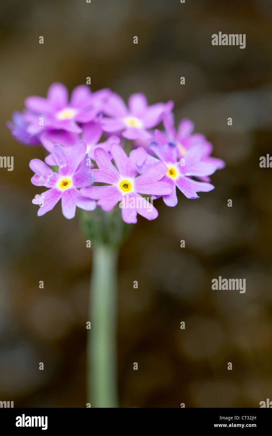 Birds eye Primrose; Primula farinosa; Pyrenees; Spain Stock Photo - Alamy