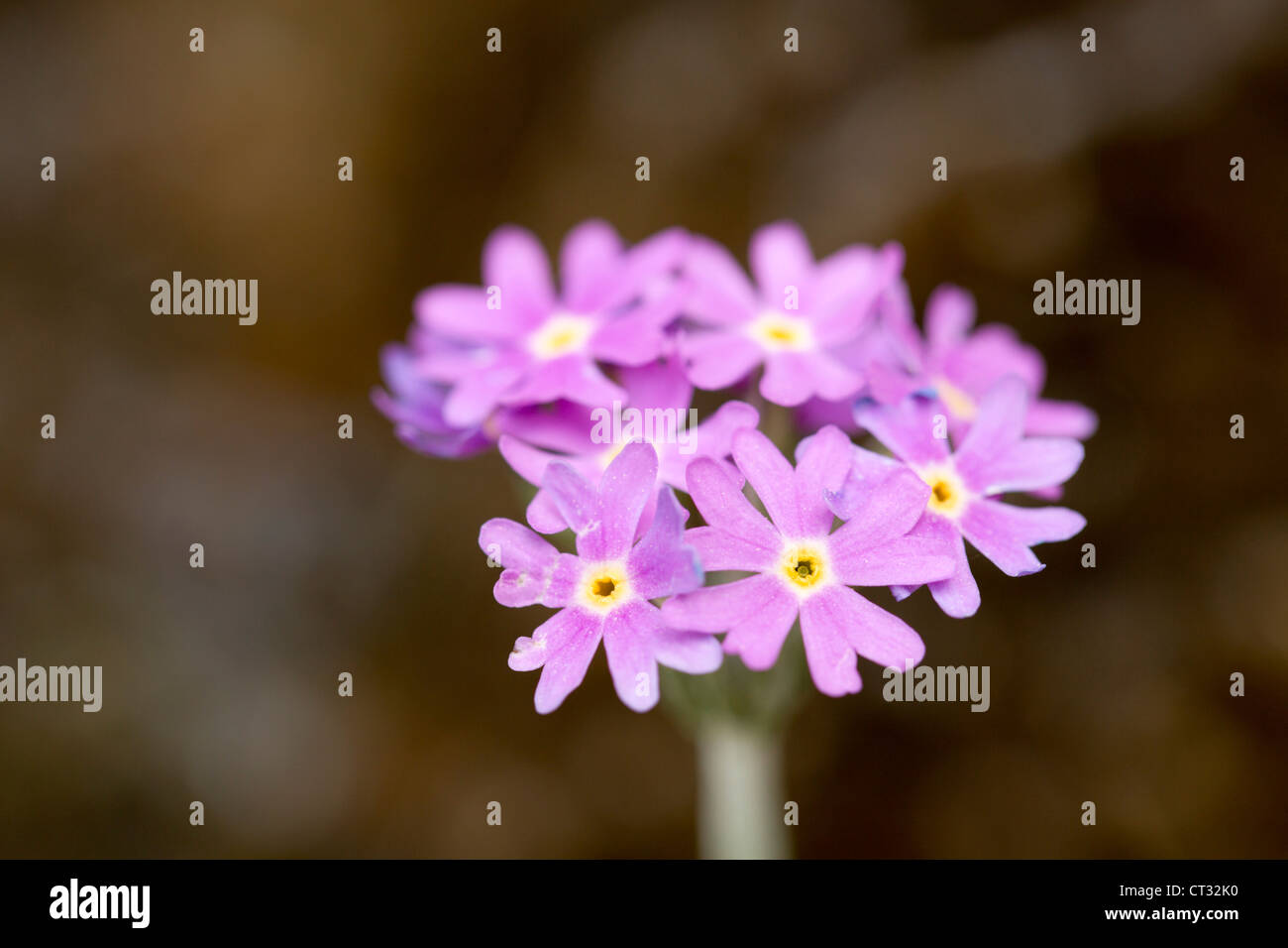 Birds eye Primrose; Primula farinosa; Pyrenees; Spain Stock Photo - Alamy