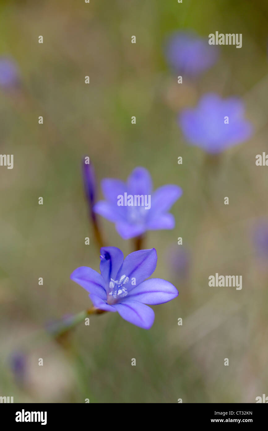 Grass lily hi-res stock photography and images - Alamy