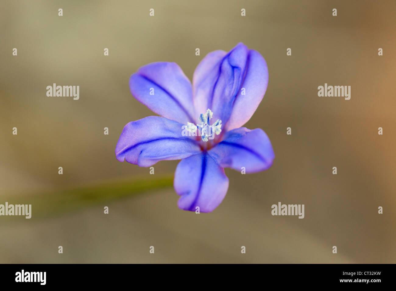 Grass lily hi-res stock photography and images - Alamy