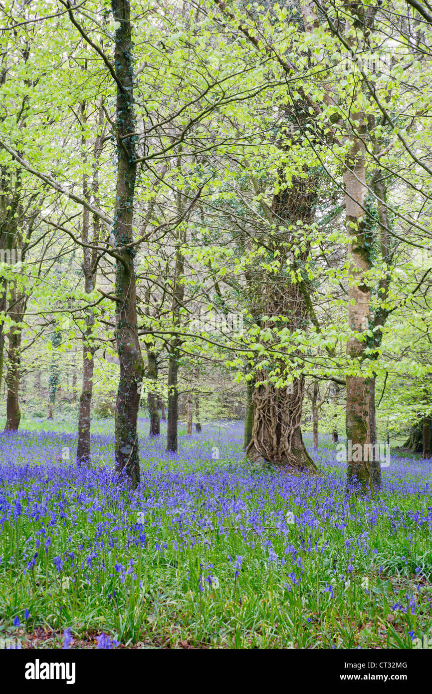 Spring Wood High Resolution Stock Photography and Images - Alamy