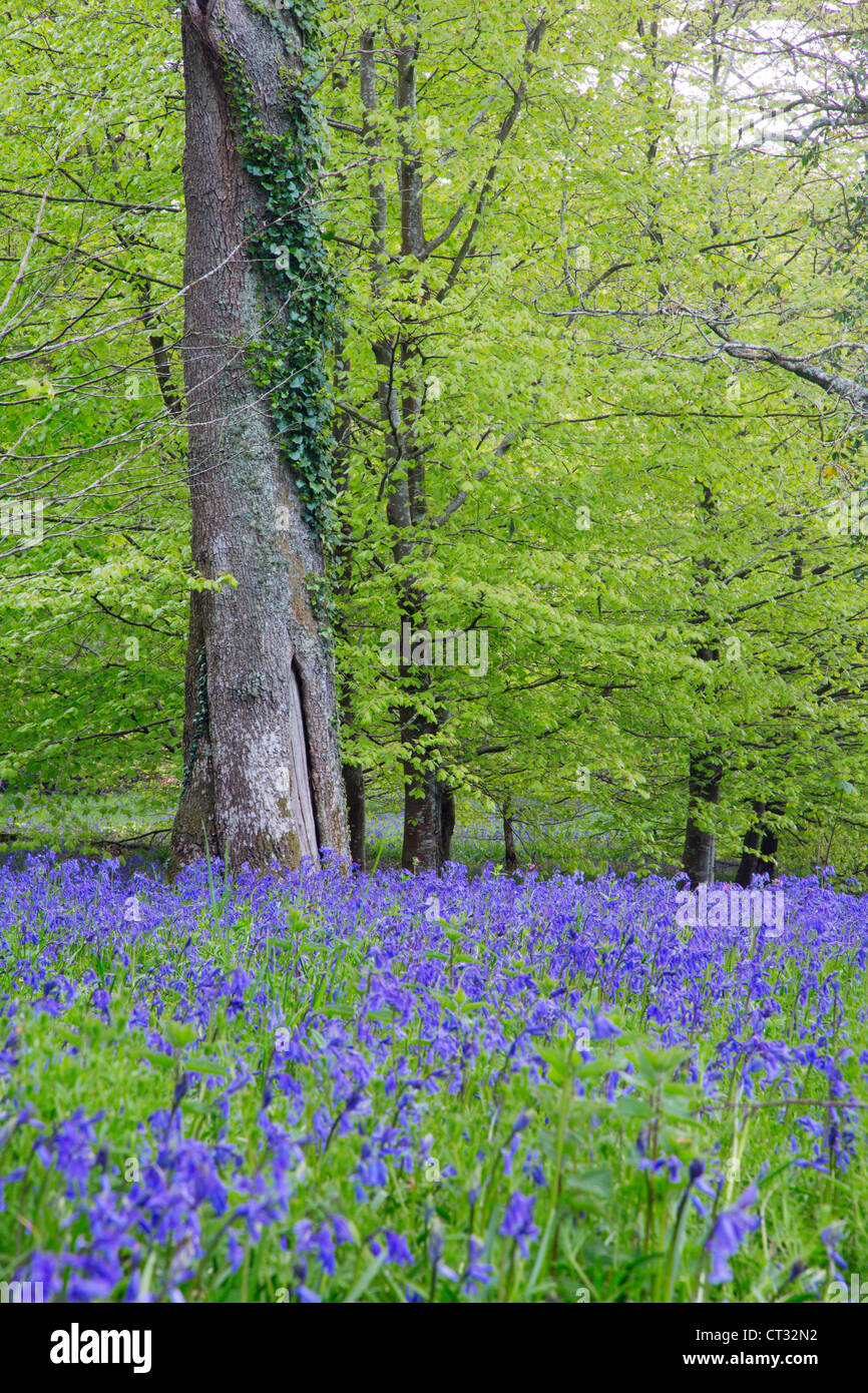 Bluebell Wood; Spring; Lanhydrock; Cornwall; UK Stock Photo - Alamy