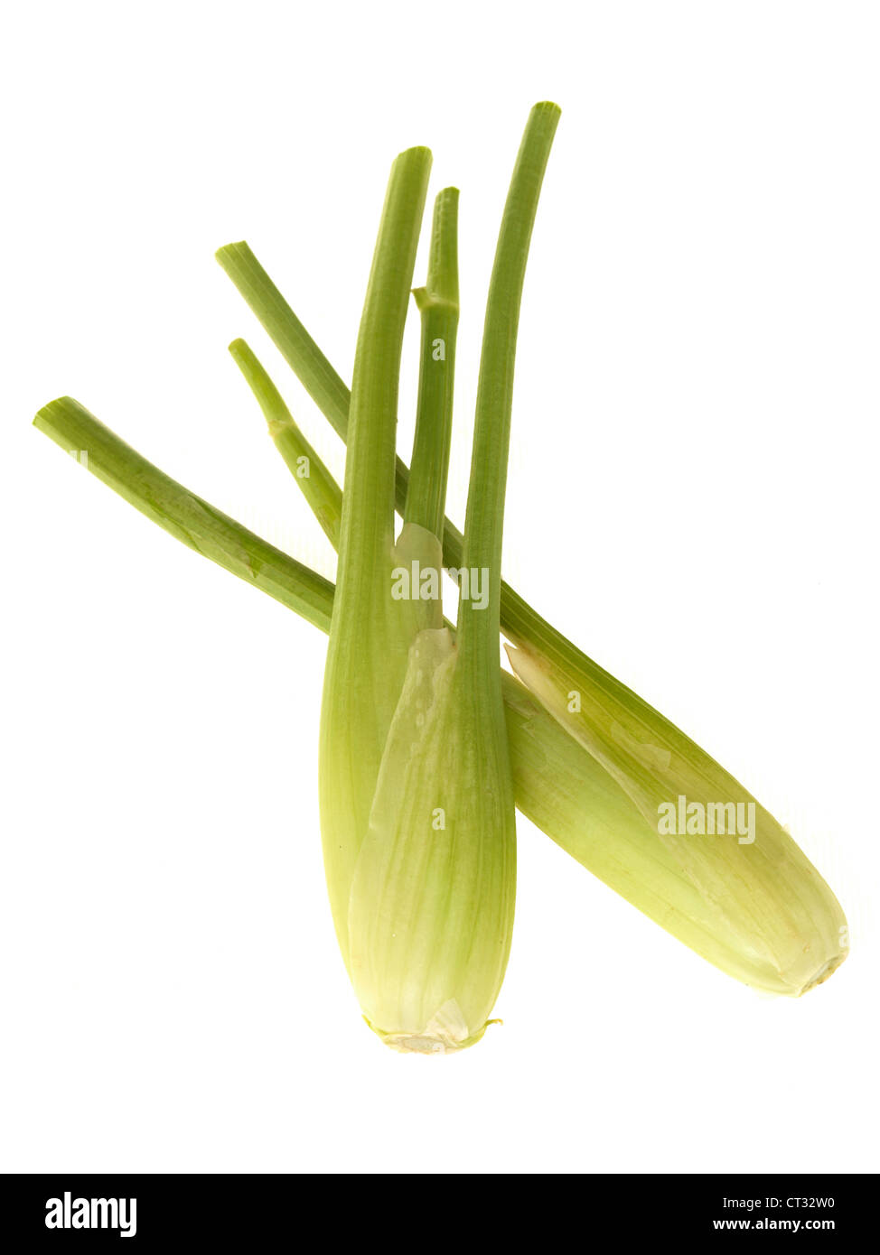 Baby fennel hi-res stock photography and images - Alamy