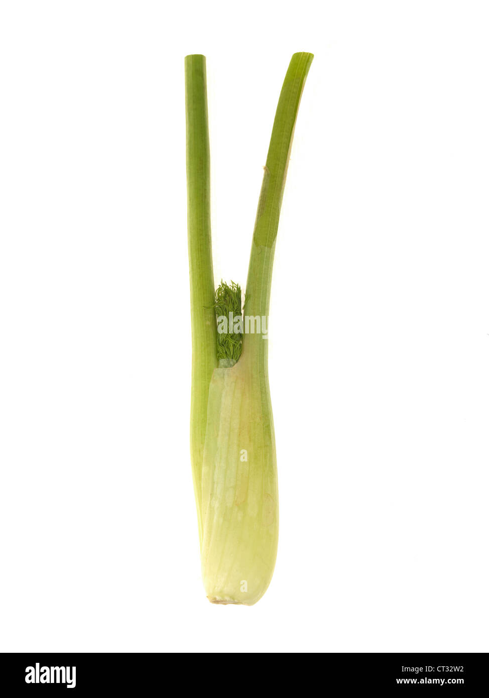 Baby fennel hi-res stock photography and images - Alamy