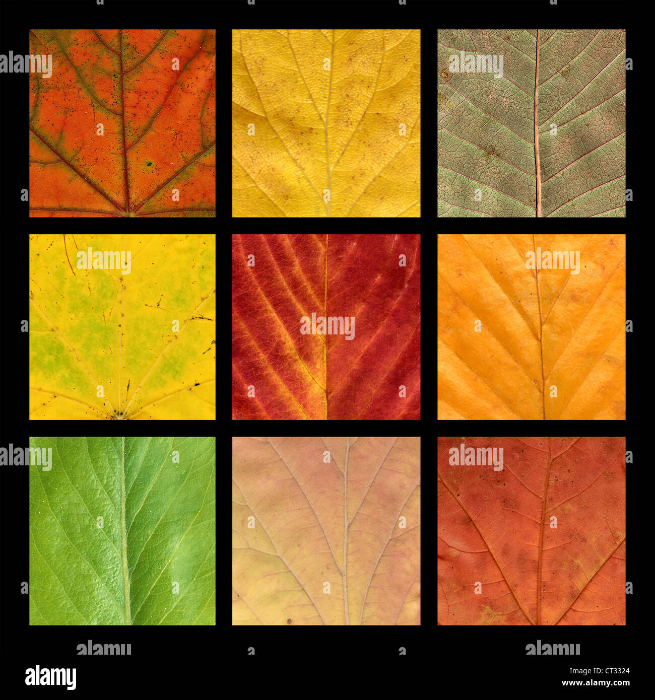 Mosaic leaves hi-res stock photography and images - Alamy