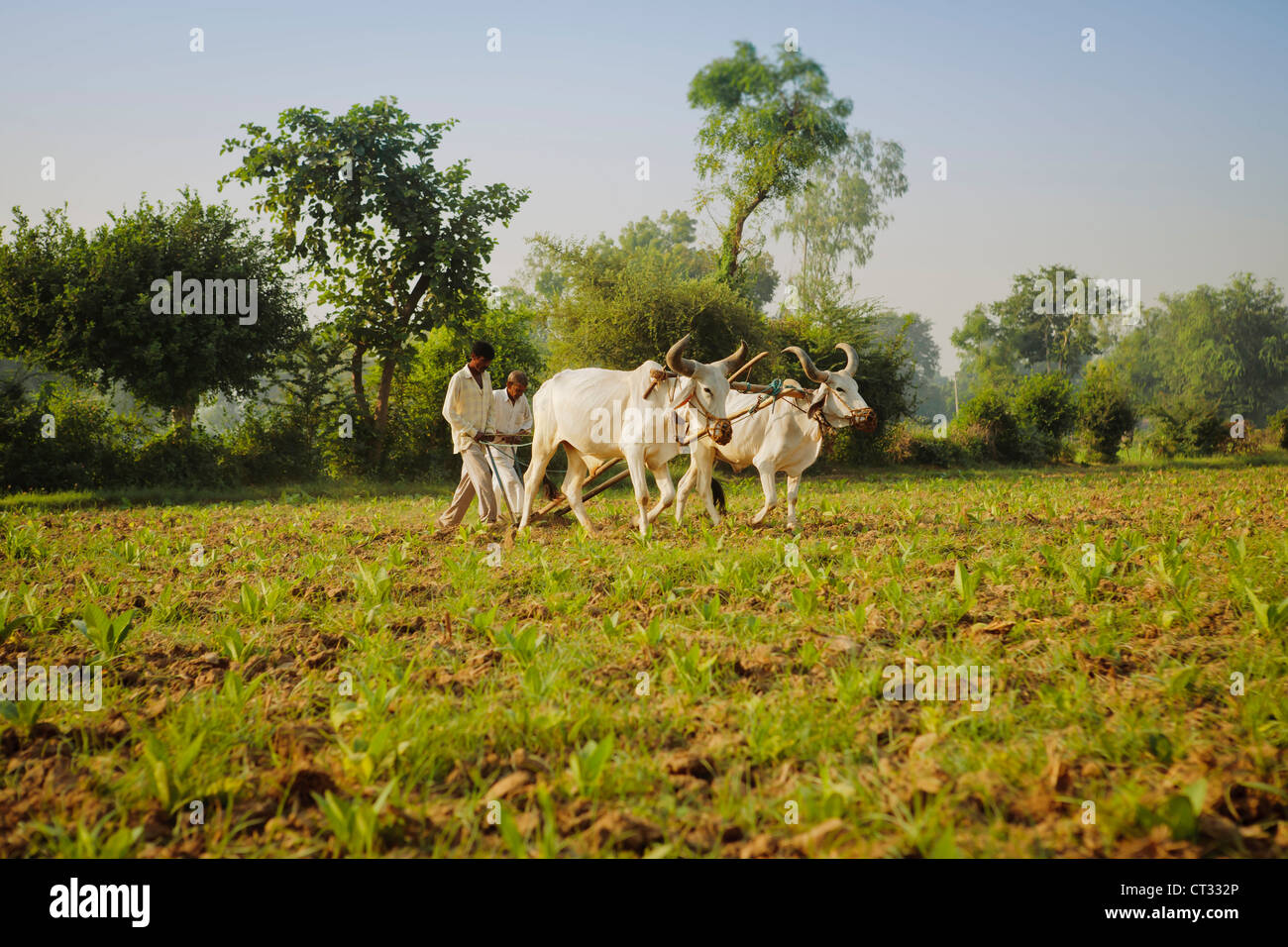 Farmers ploughing tobacco fields with the traditional plough and cattle ...