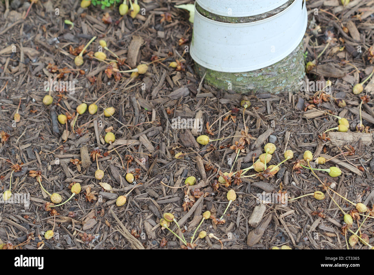 Dead sweet cherries killed by frost Stock Photo - Alamy