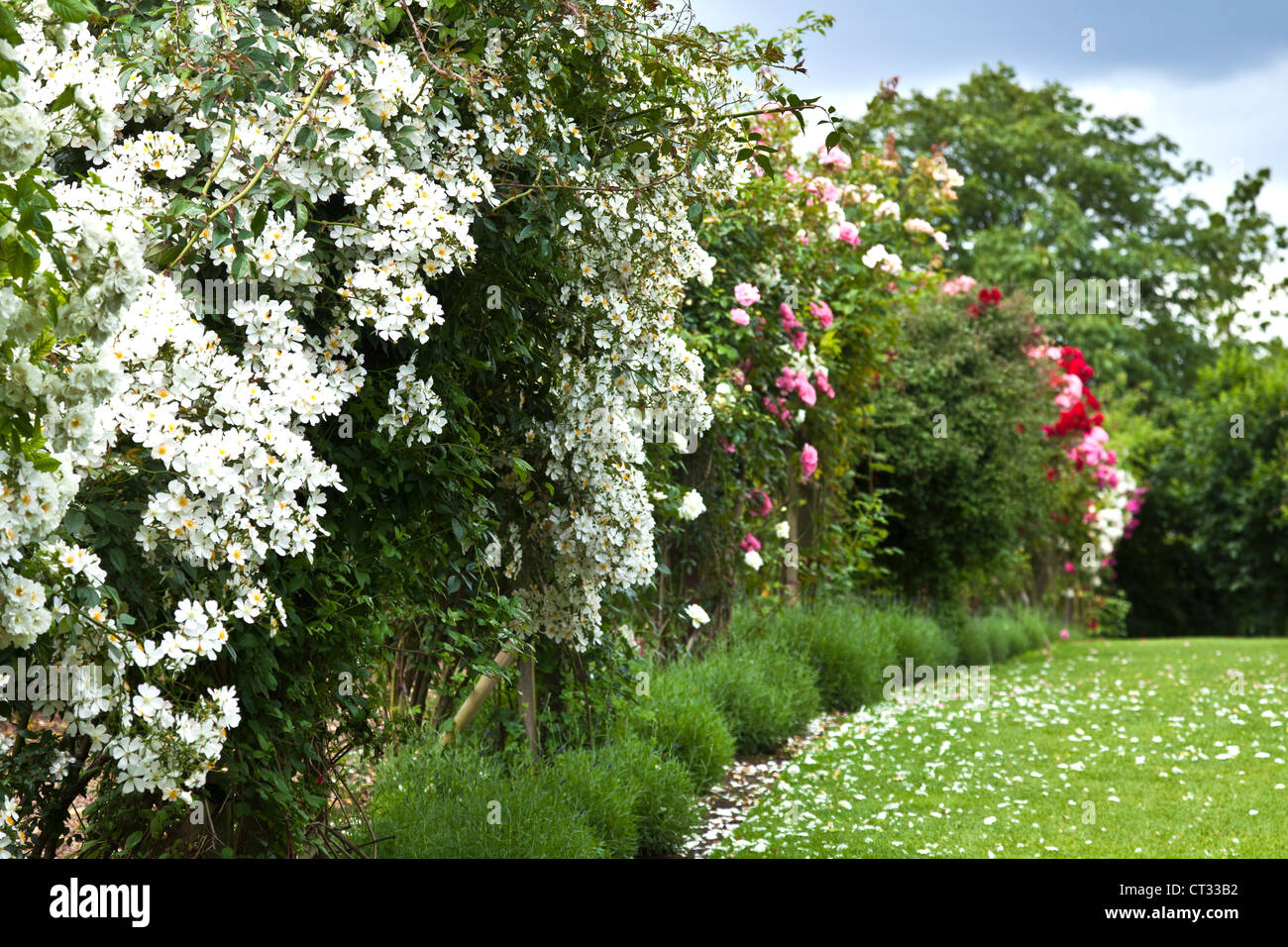 Glorious Display of Climbing Rose at RHS Hyde Hall Gardens Stock Photo ...