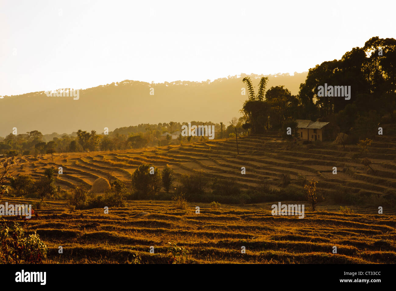Rice paddy fields, Himachal Pradesh, India Stock Photo - Alamy