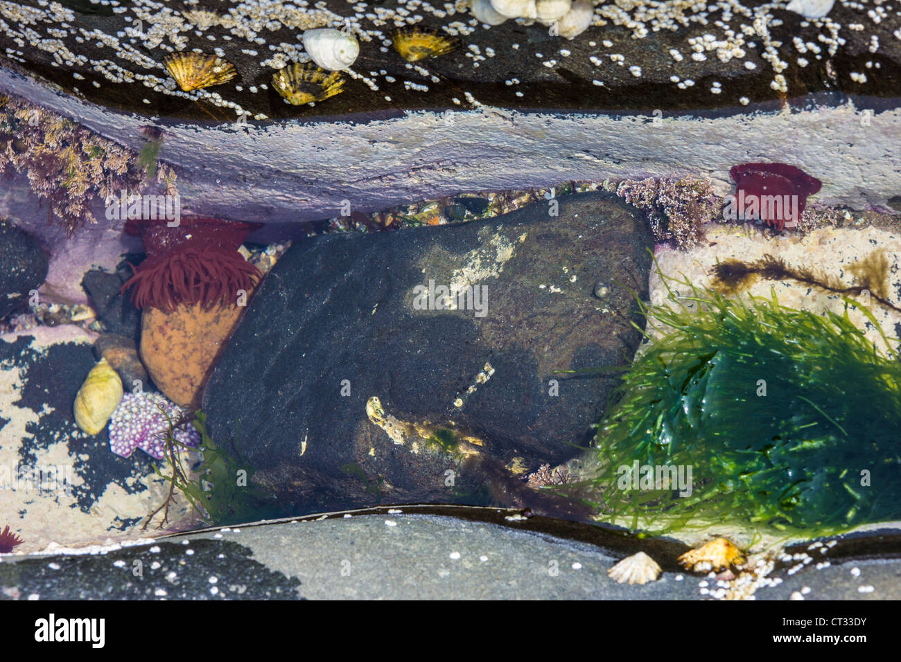 Rock pool fish hi-res stock photography and images - Alamy
