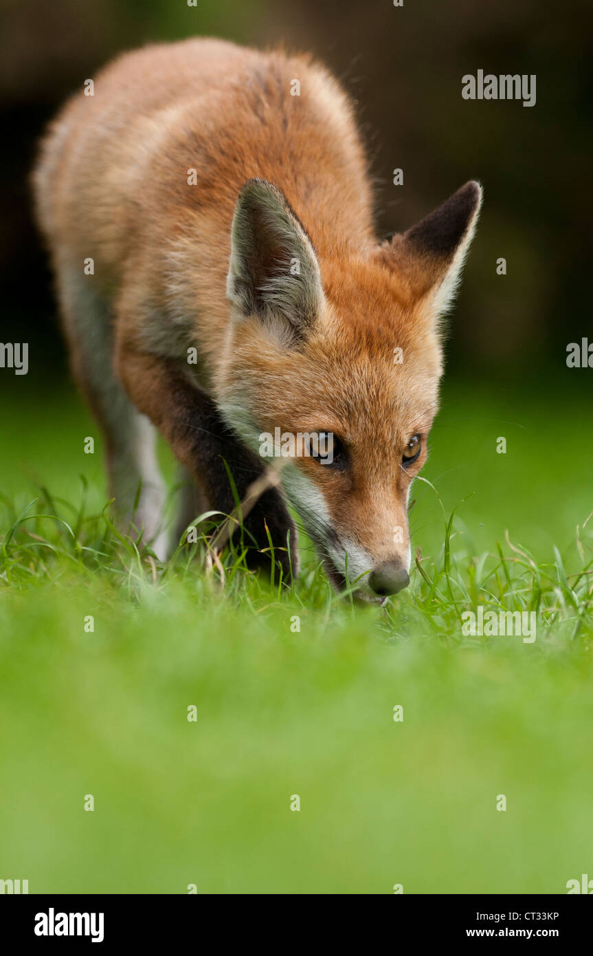 Vixen red fox cub hi-res stock photography and images - Alamy