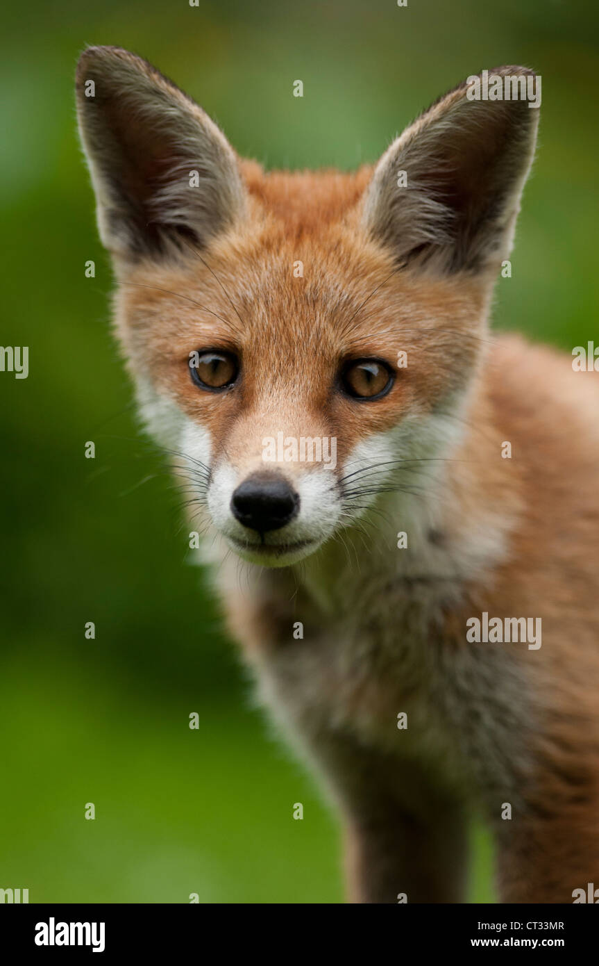 close up fox cub portrait in soft sunlight, Hertfordshire UK Stock ...