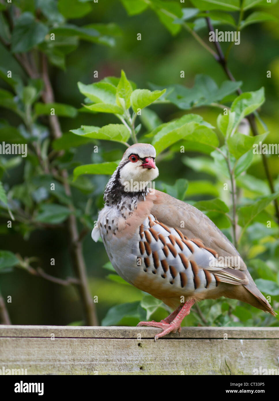 Red legged partridge uk hi-res stock photography and images - Alamy