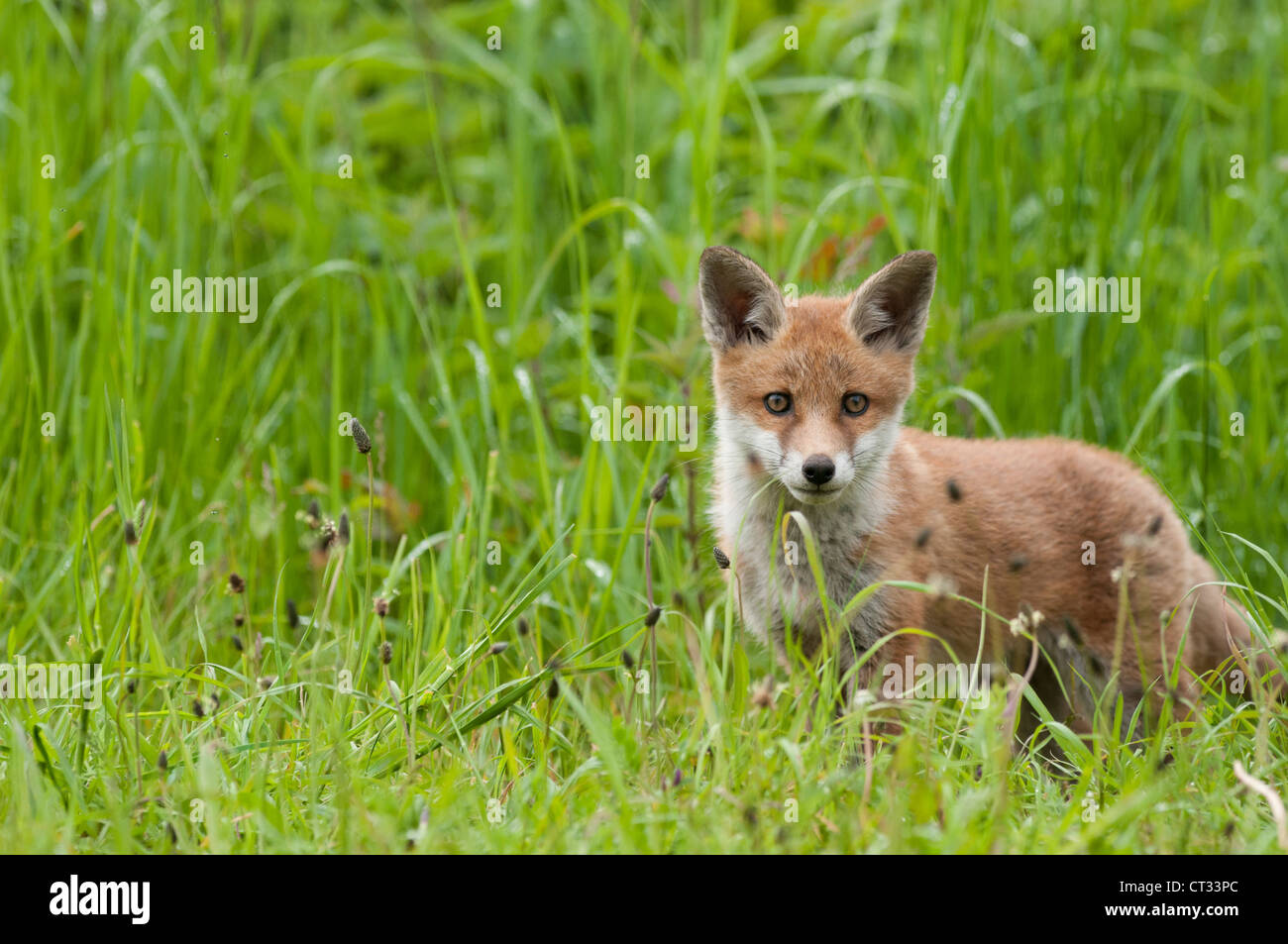 Red Fox cub emerging from den in long grass, Hertfordshire, UK Stock ...