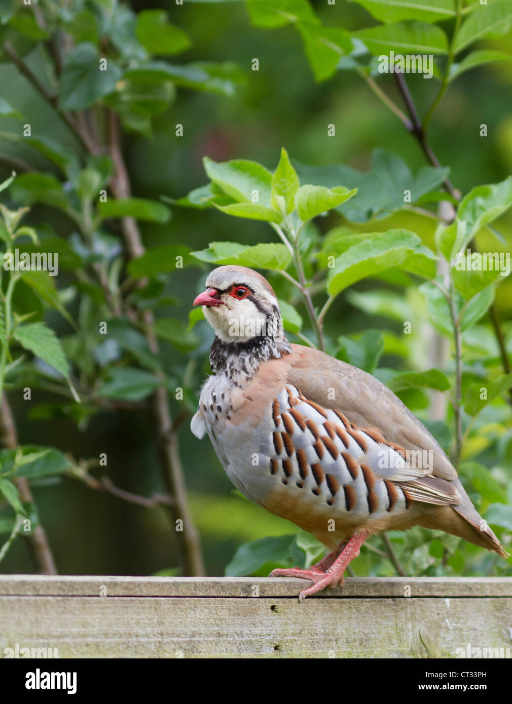Red legged partridge in suburban garden, Surrey, UK Stock Photo - Alamy