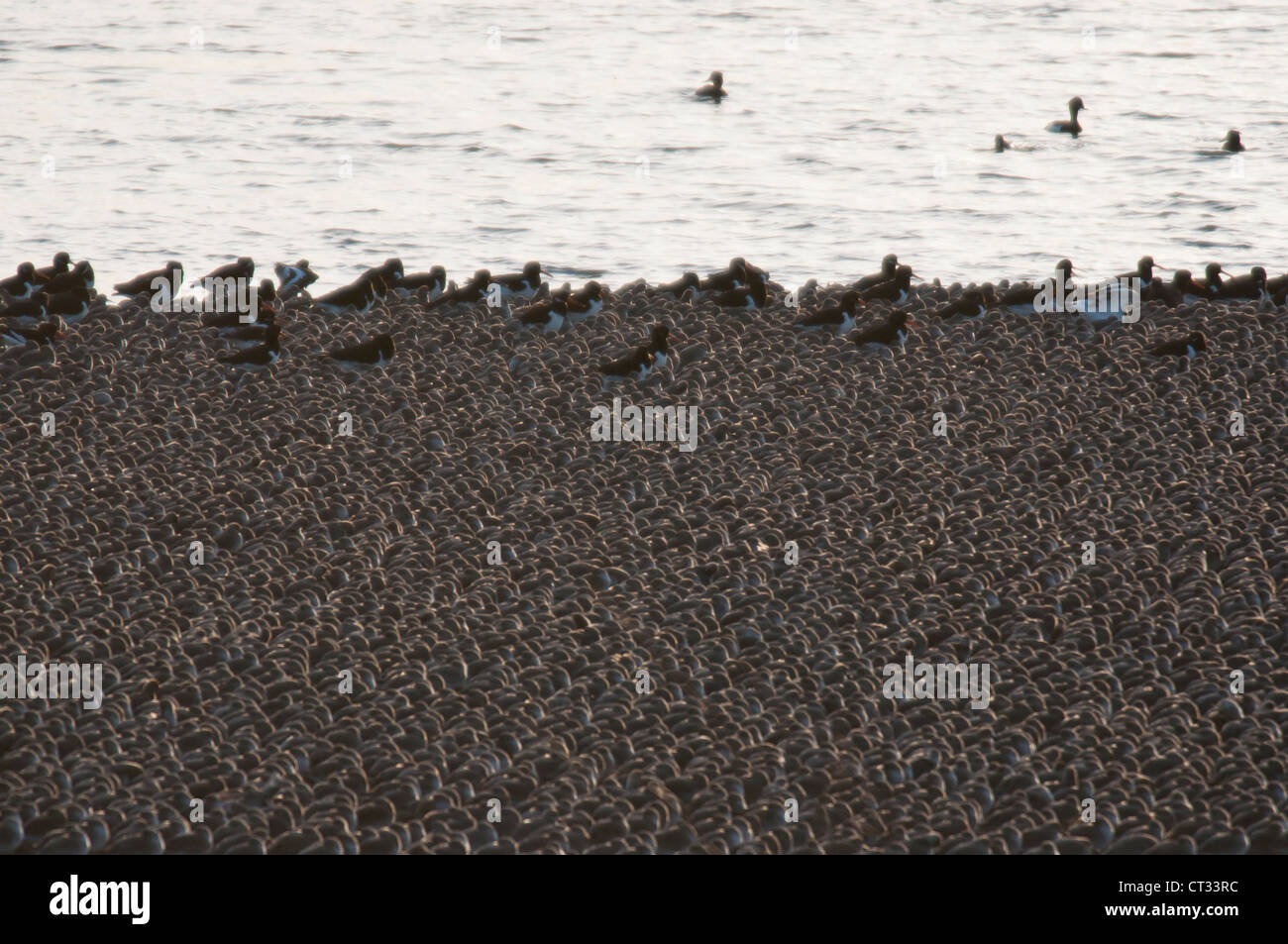 Beautiful knot calidris canutus hi-res stock photography and images - Alamy
