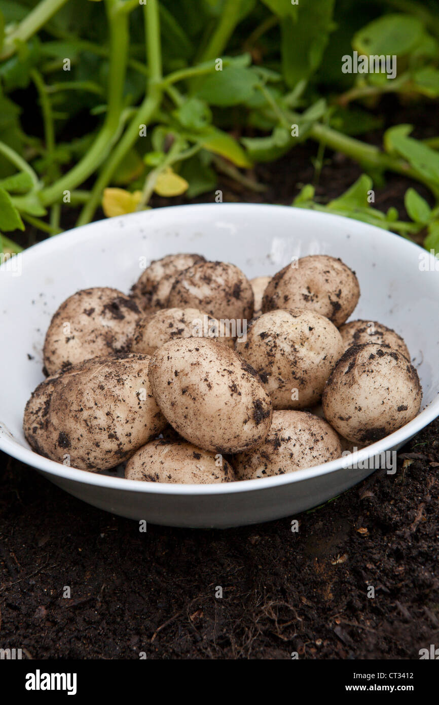 New dug soil hi-res stock photography and images - Alamy
