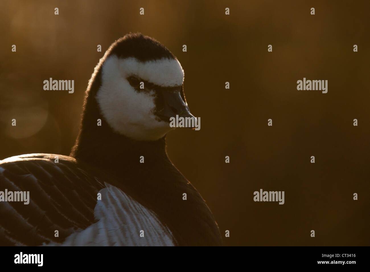 Barnacle Goose (Branta leucopsis) portrait, WWT, Barnes, London Stock ...