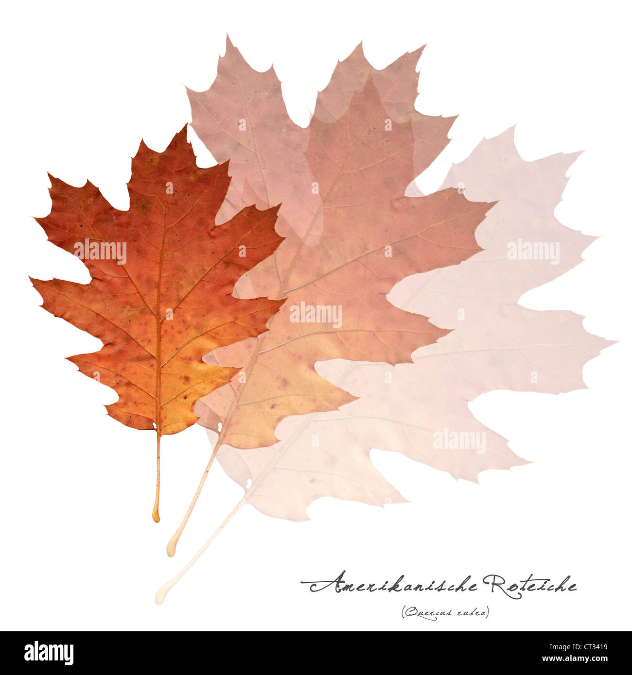 Collage with red leaves of the northern red oak tree Stock Photo - Alamy