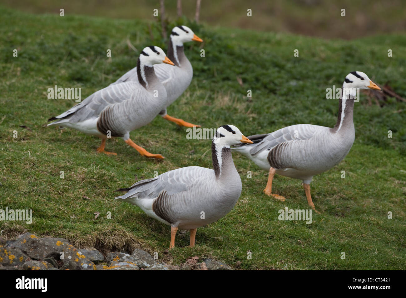 Bar headed goose flight hi-res stock photography and images - Alamy
