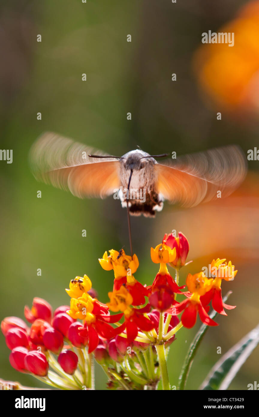 Male hawk moth hi-res stock photography and images - Alamy