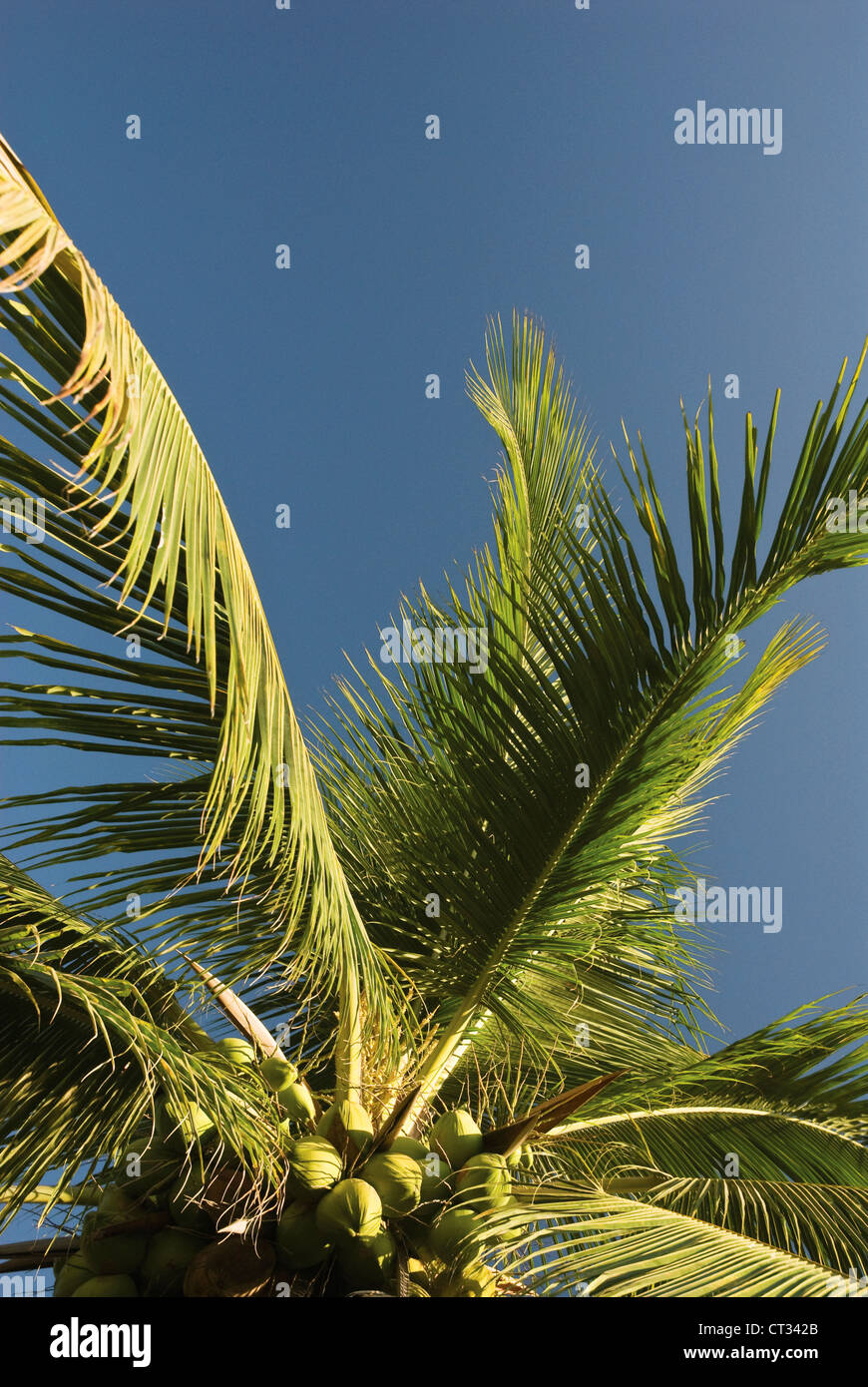 Cocos nucifera Tree Evergreen Edible Sustainable resource Stock Photo ...