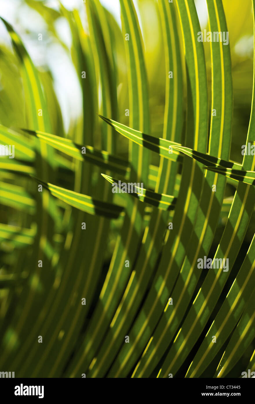 Palm facing out hi-res stock photography and images - Alamy