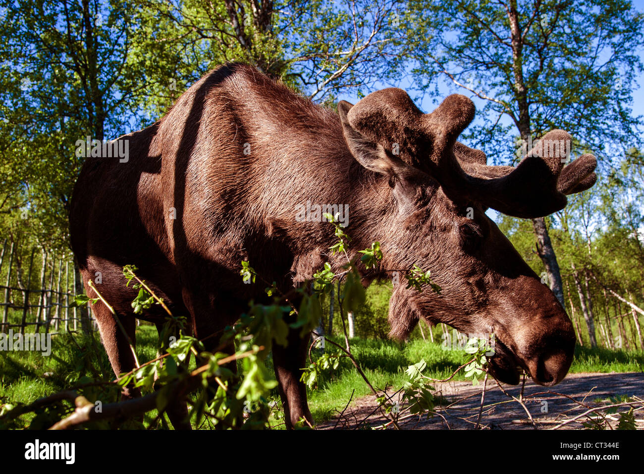 Moose eat hi-res stock photography and images - Alamy