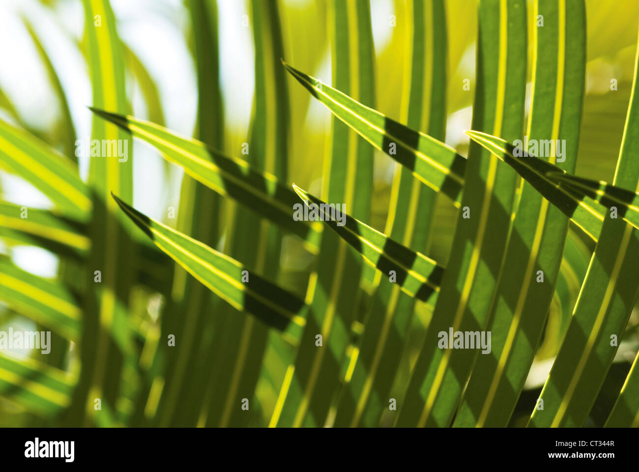 Palm facing out hi-res stock photography and images - Alamy
