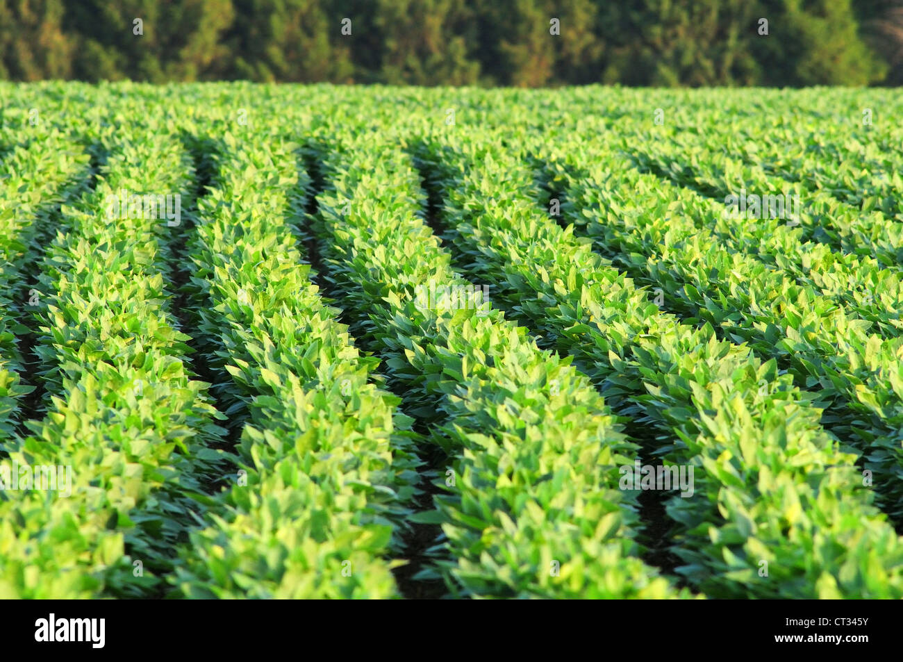 Rows in a soybean field Stock Photo - Alamy