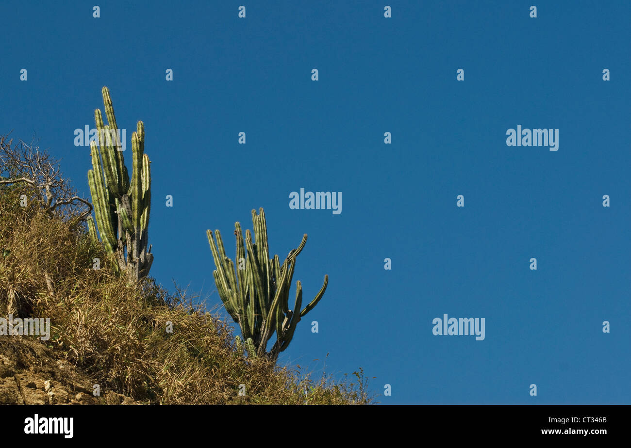 Dried cactus hi-res stock photography and images - Alamy