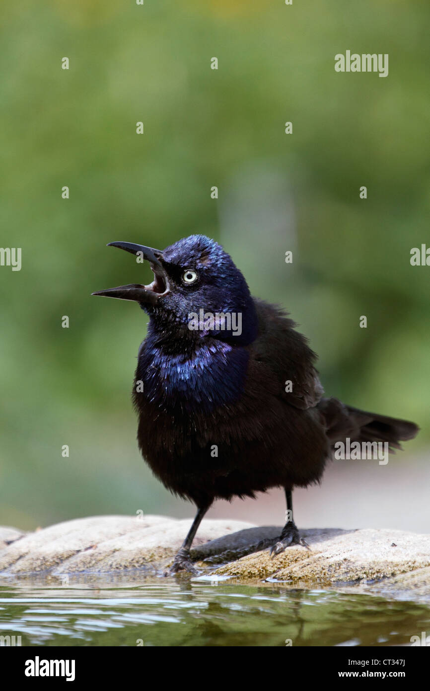 Grackles High Resolution Stock Photography and Images - Alamy