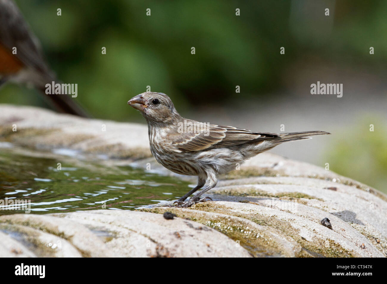 House finch usa water hi-res stock photography and images - Alamy