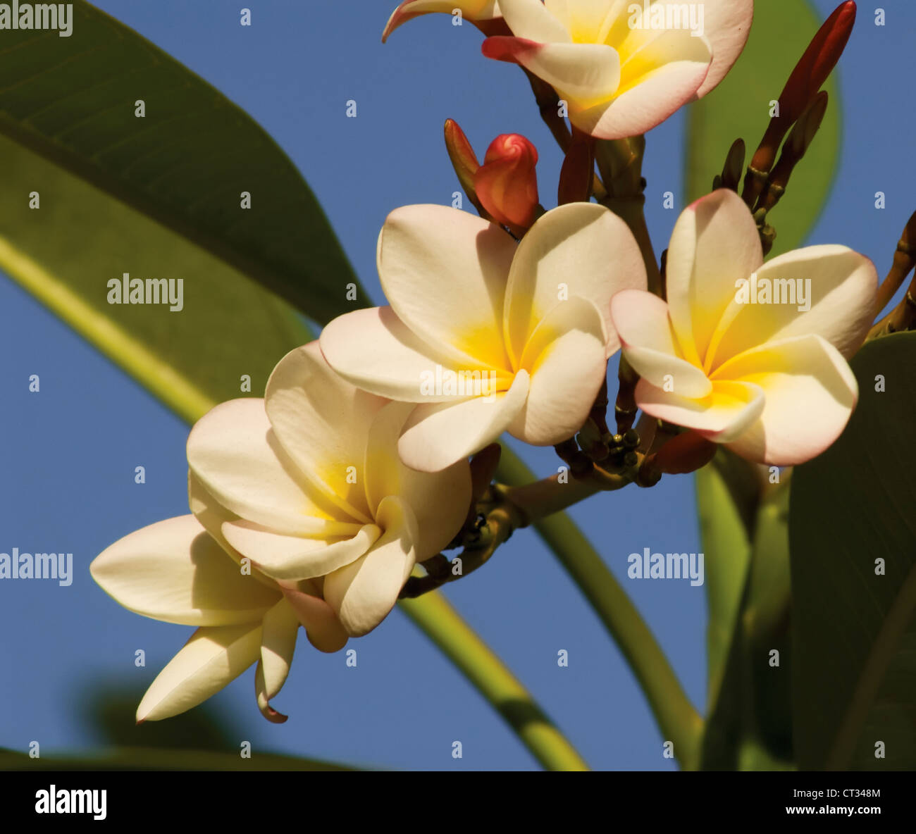 Indian jasmine flower hi-res stock photography and images - Alamy