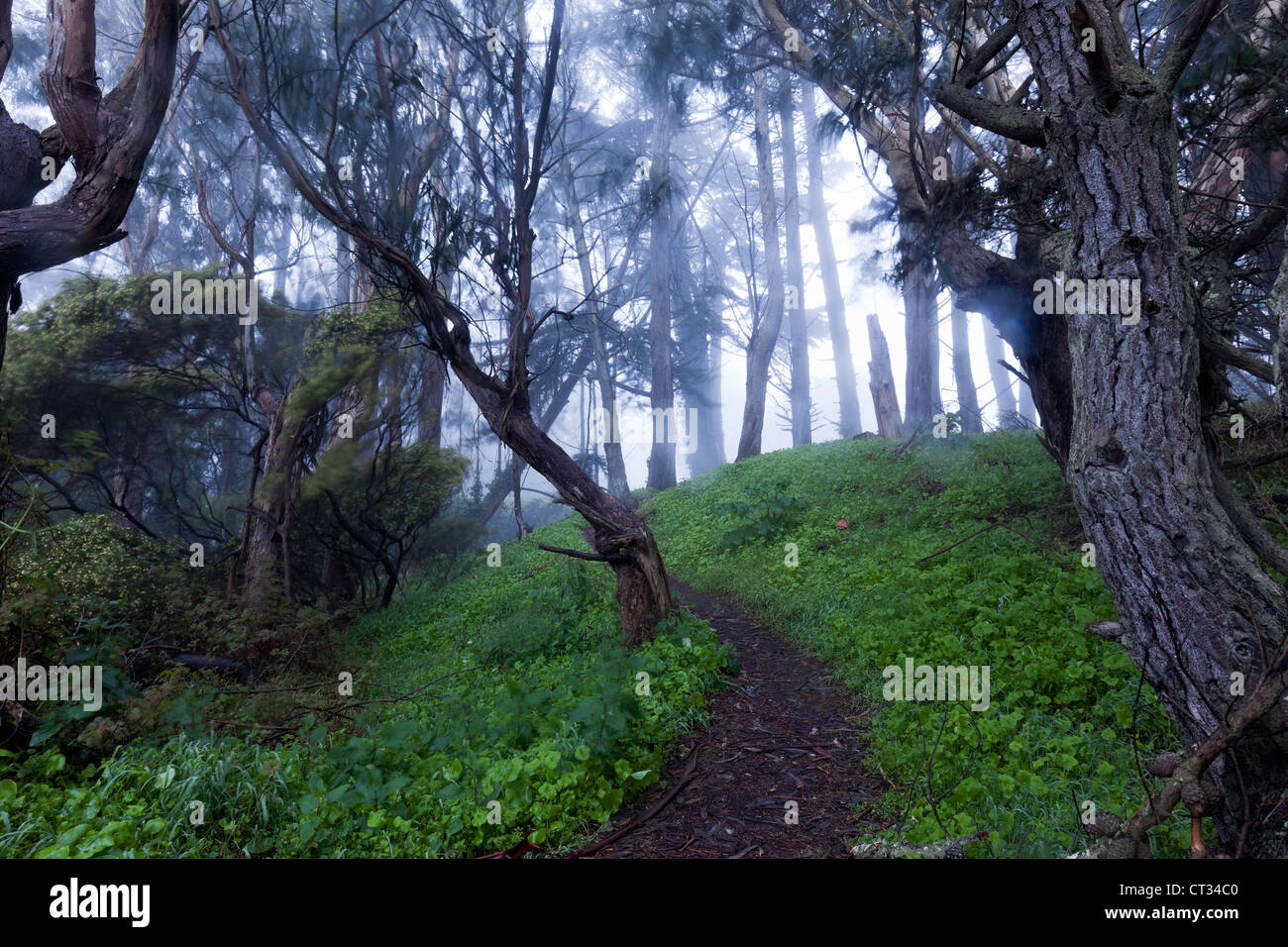 A path leading through the fog and trees off the Coastal Trail behind ...