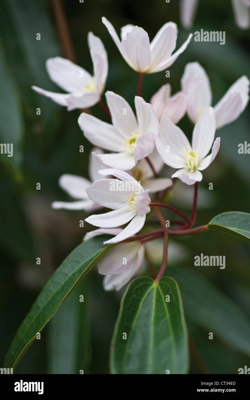 Clematis armandii hi-res stock photography and images - Alamy