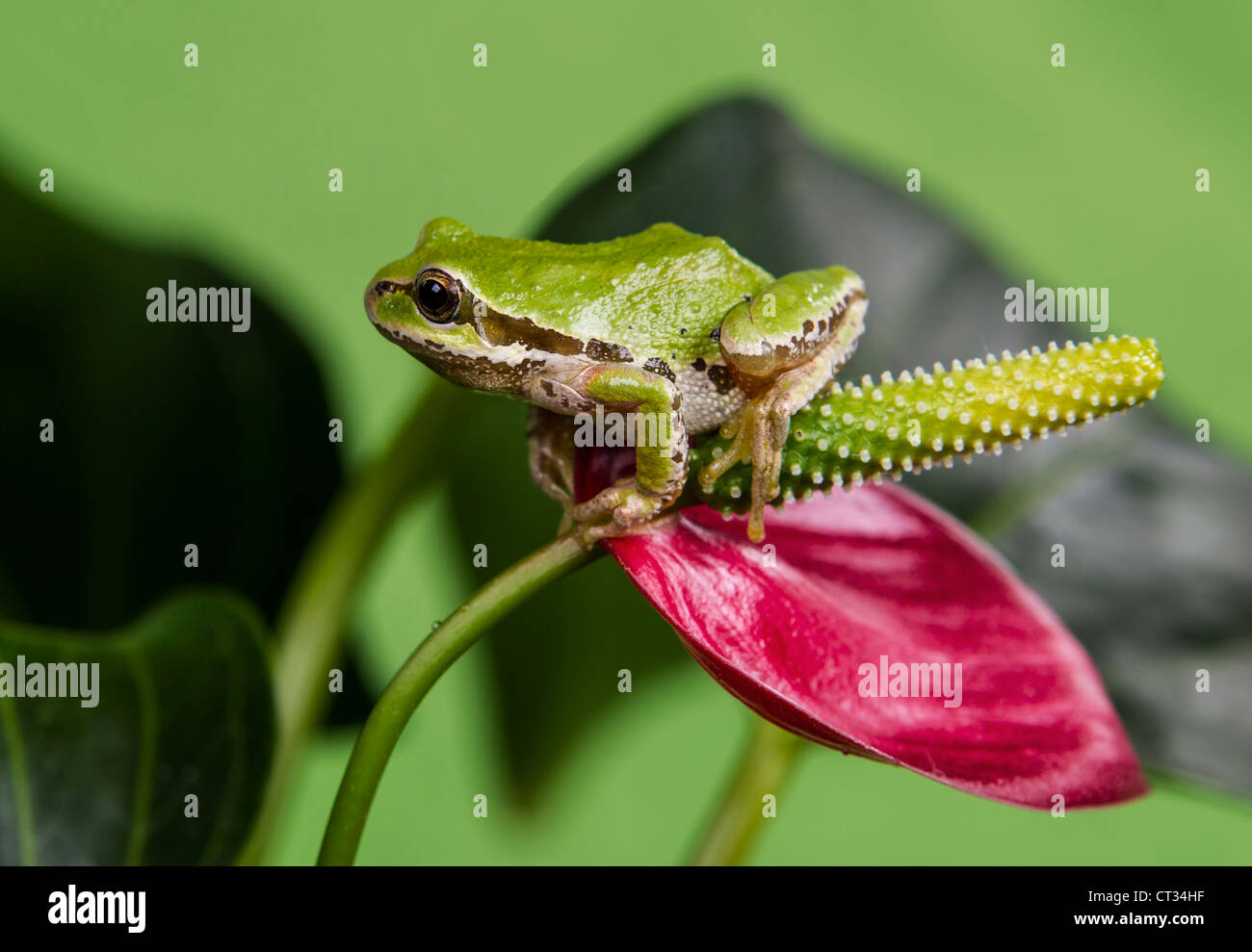 Pacific Tree Frog on red flower with green background Stock Photo - Alamy