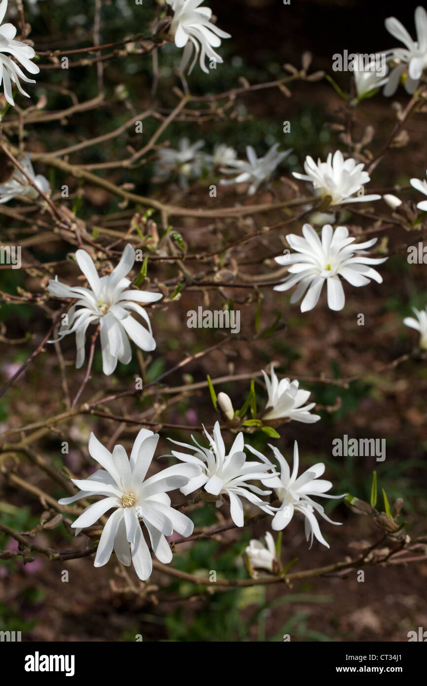 Magnolia tree winter hi-res stock photography and images - Alamy