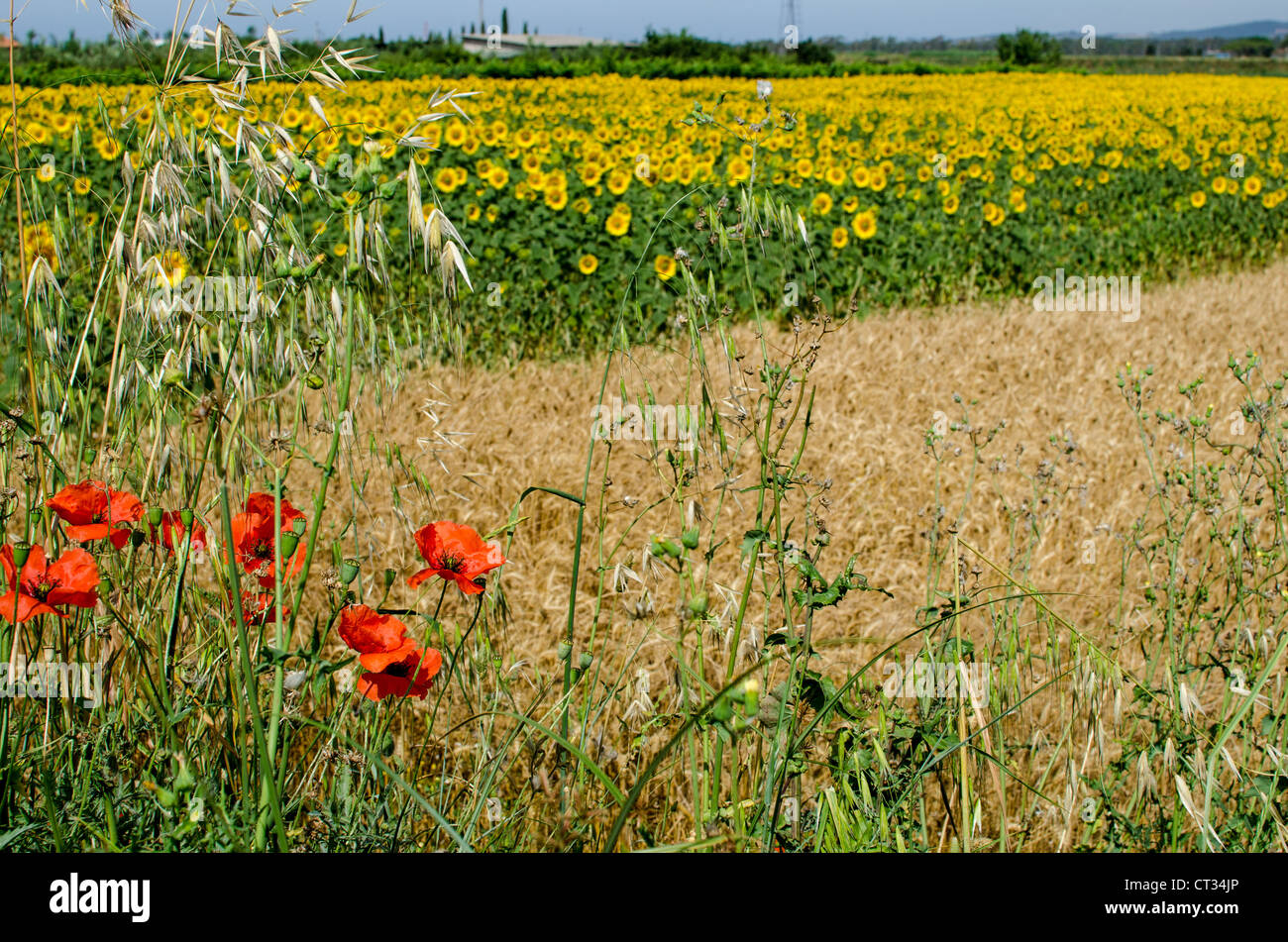 Typical vegetation of Tuscany, Italy Stock Photo - Alamy
