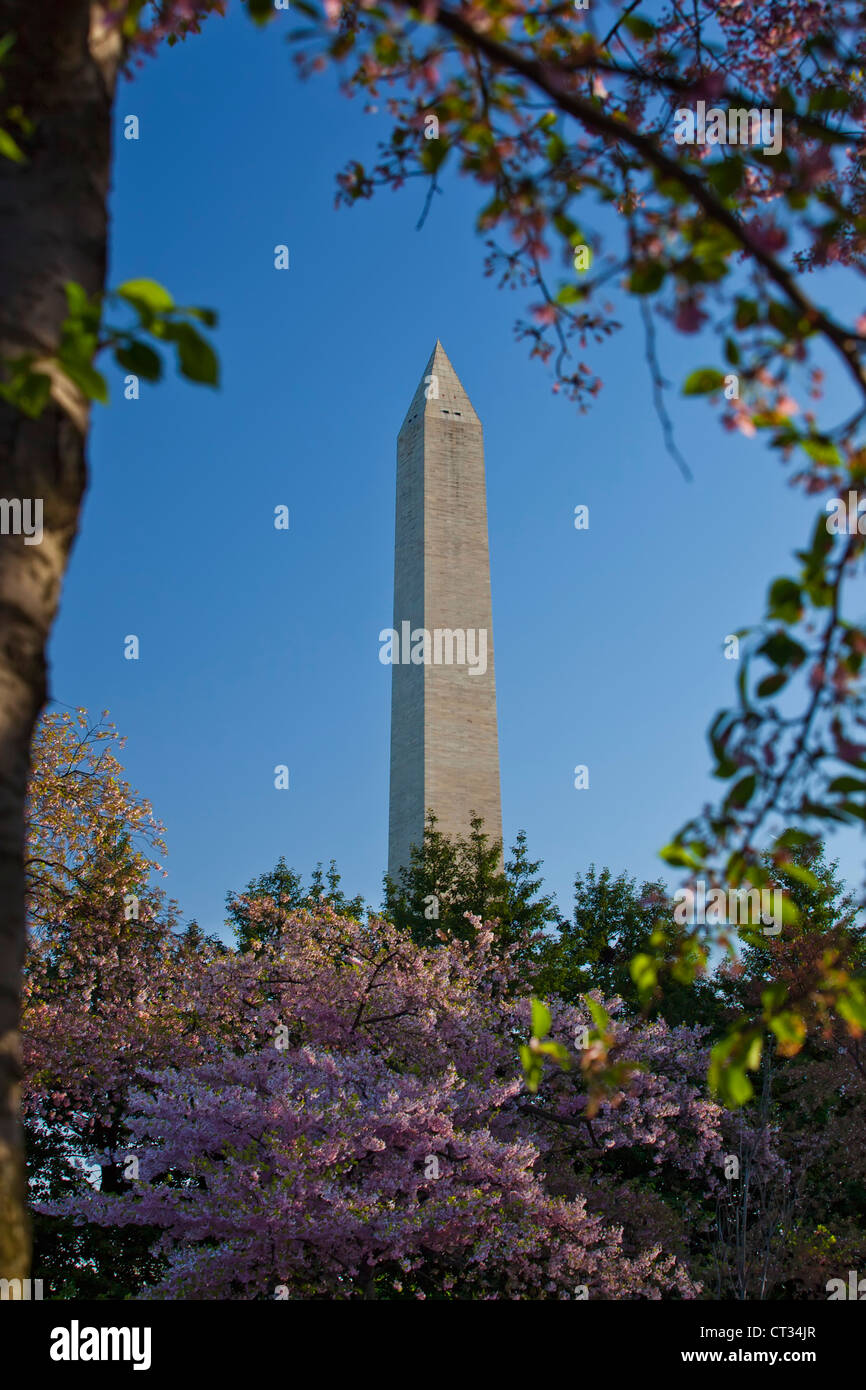 The Washington Monument framed by Japanese cherry trees in bloom Stock ...