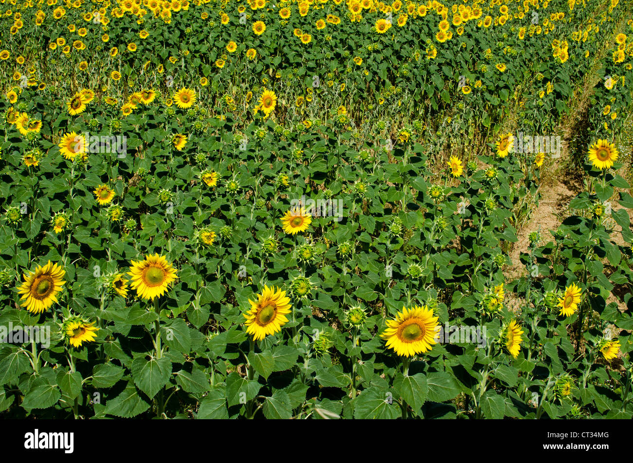 Typical vegetation of Tuscany, Italy Stock Photo - Alamy