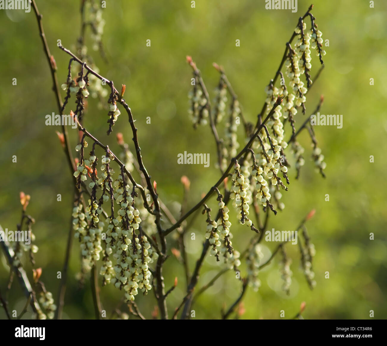 Stachyurus praecox leucotrichus, Spiketail Stock Photo - Alamy