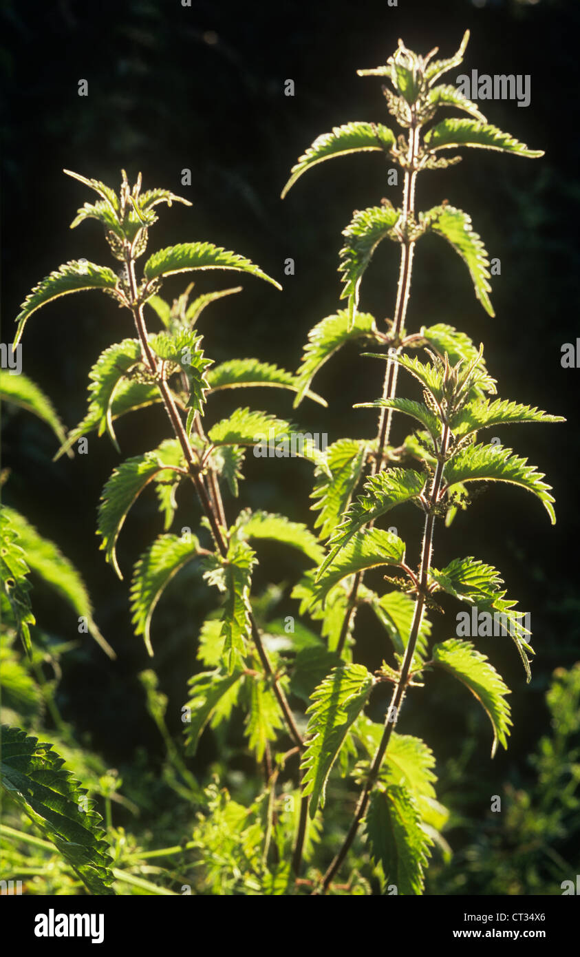 Urtica dioica, Nettle Stock Photo - Alamy