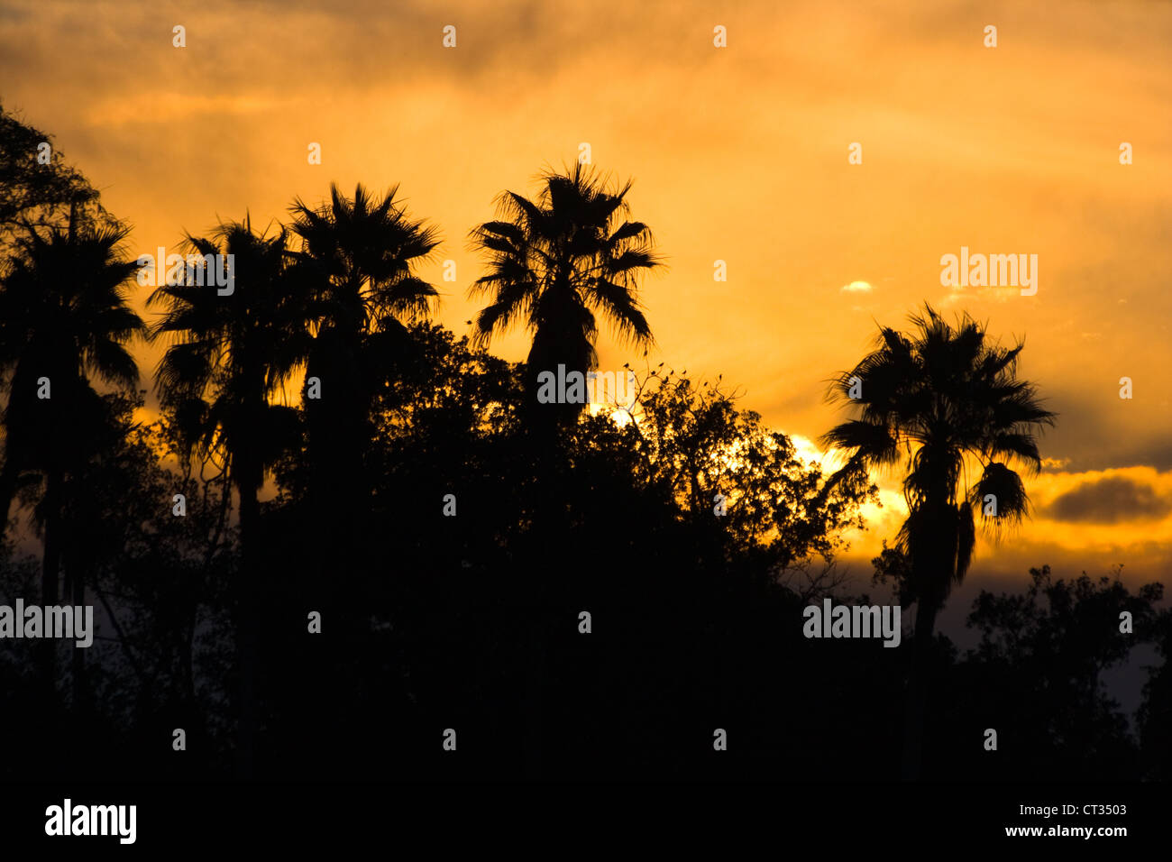 Sunset with palm tree hi-res stock photography and images - Alamy