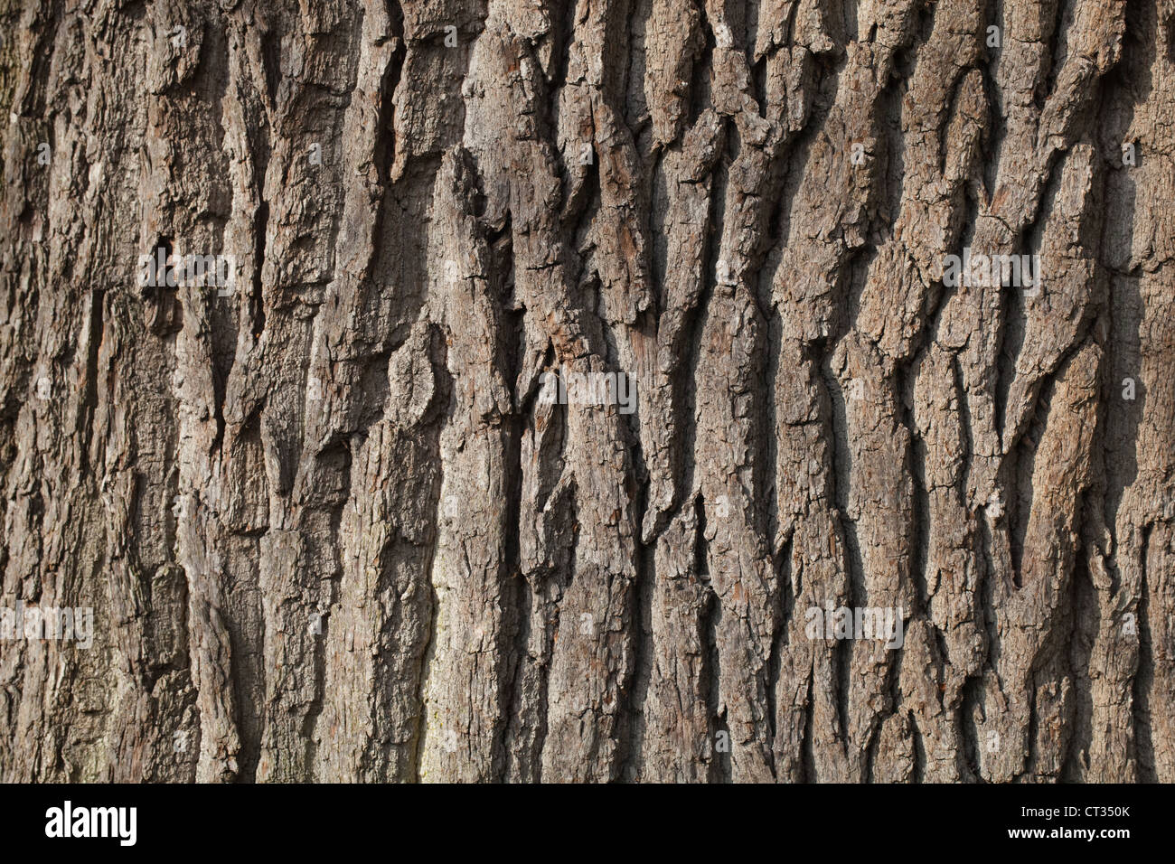Oak Tree Trunk Texture
